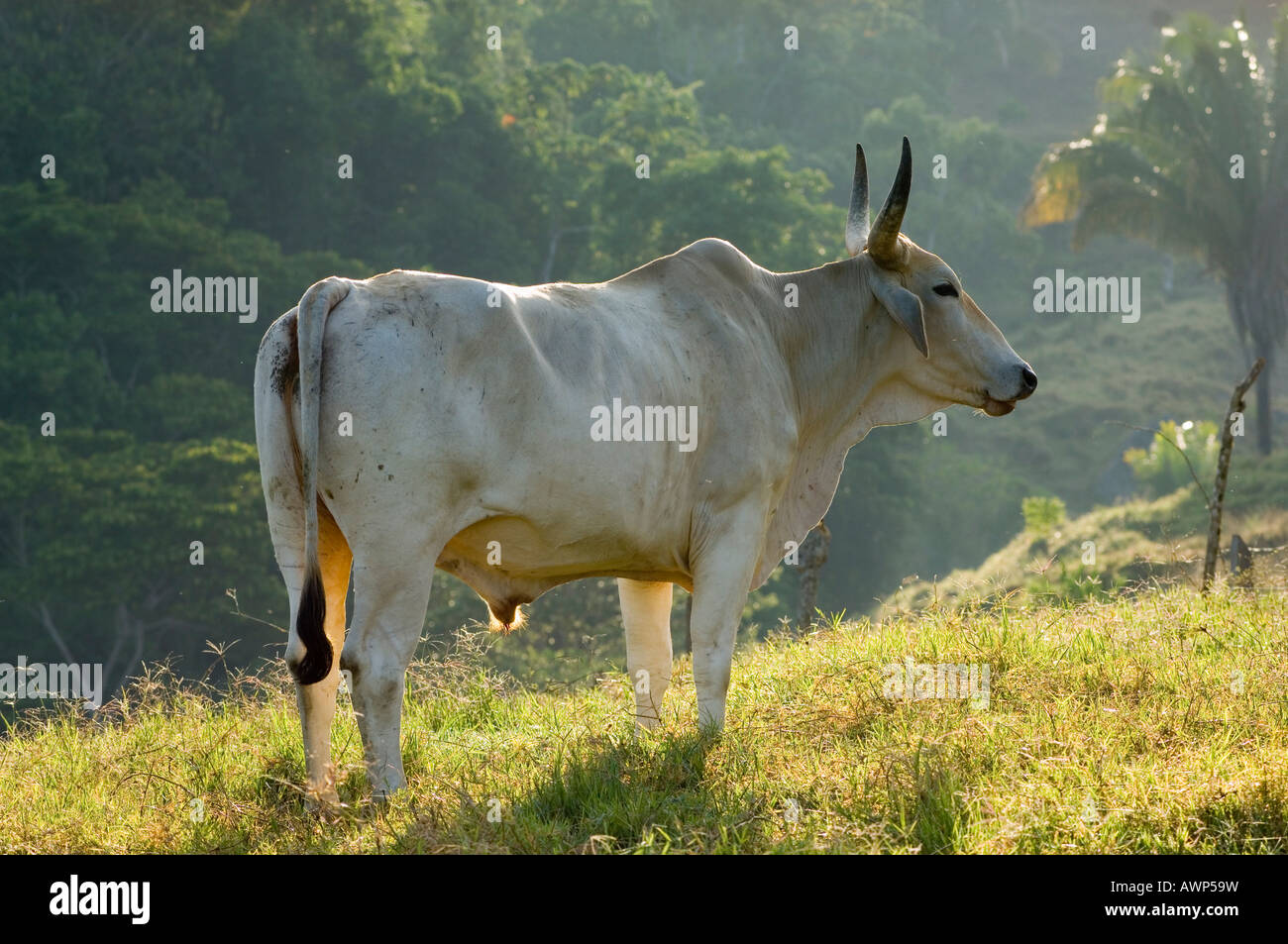 Zebu cattle costa rica hi-res stock photography and images - Alamy