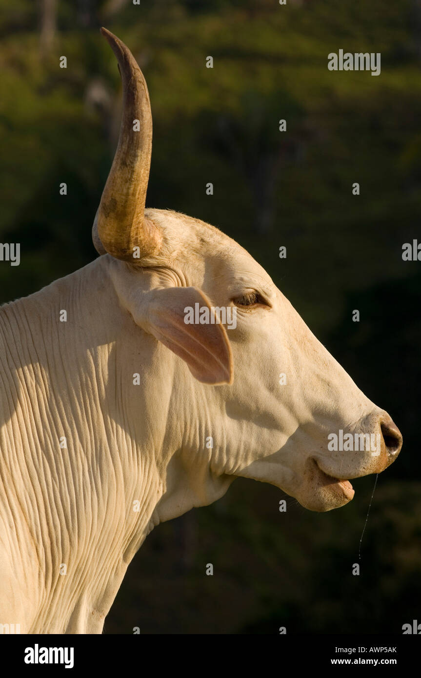 Portrait of a Zebu (Bos primigenius indicus) ruminating, Costa Rica ...