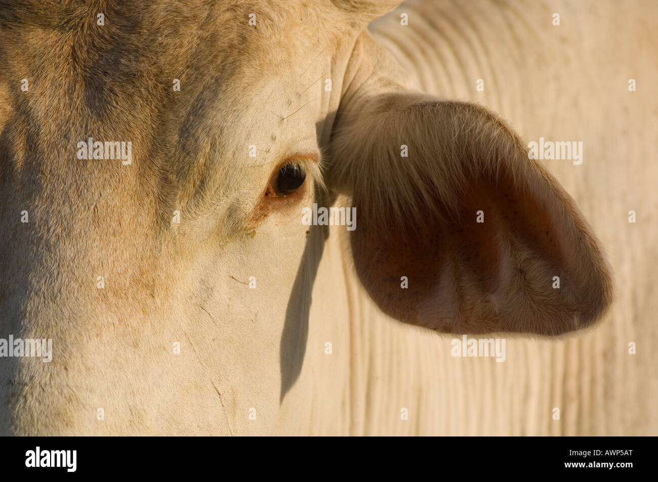 Detail, portrait of a Zebu (Bos primigenius indicus), Costa Rica ...