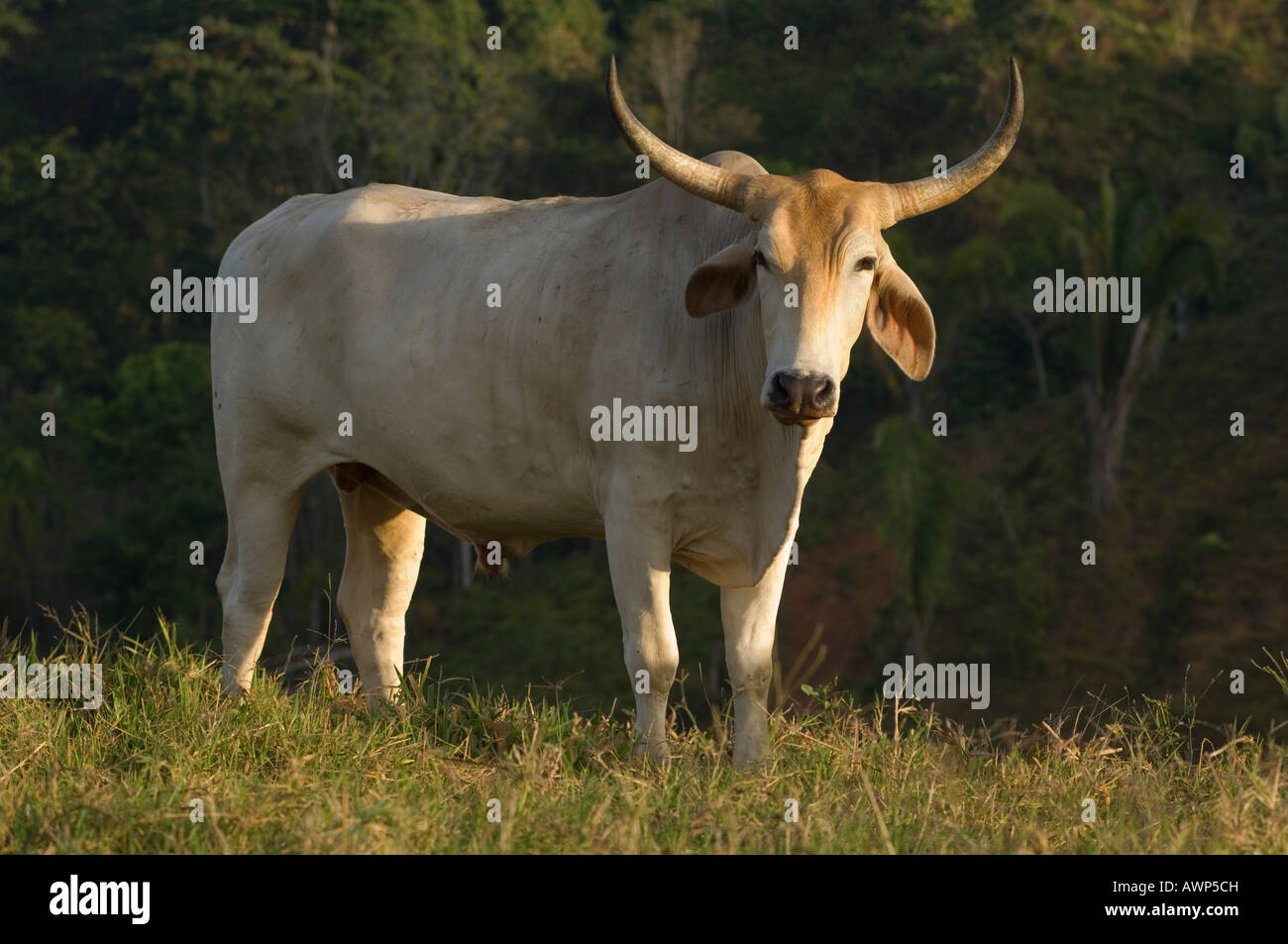House cattle bos primigenius taurus hi-res stock photography and images ...