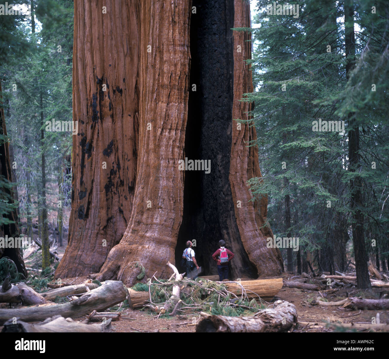 Giant Sequioa California National Park Stock Photo - Alamy