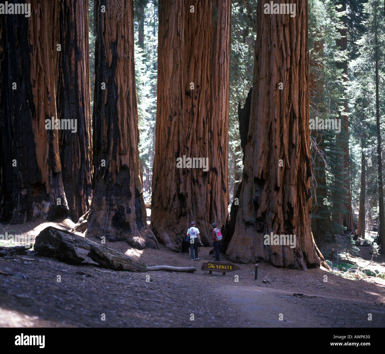 Sequioa tree hi-res stock photography and images - Alamy