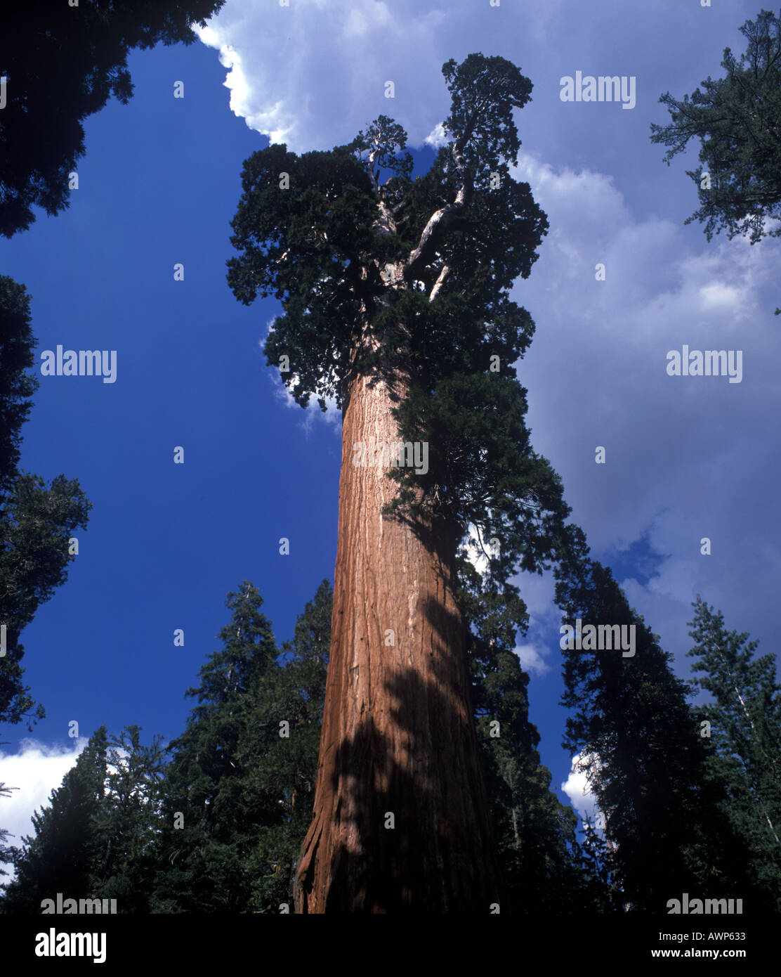 Sequioa tree hi-res stock photography and images - Alamy