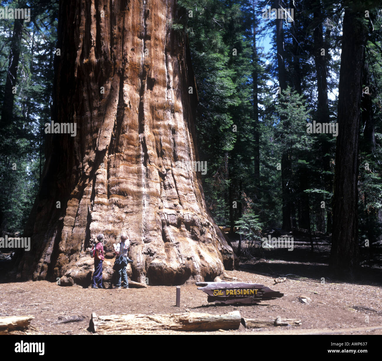 Sequioa Tree High Resolution Stock Photography and Images - Alamy