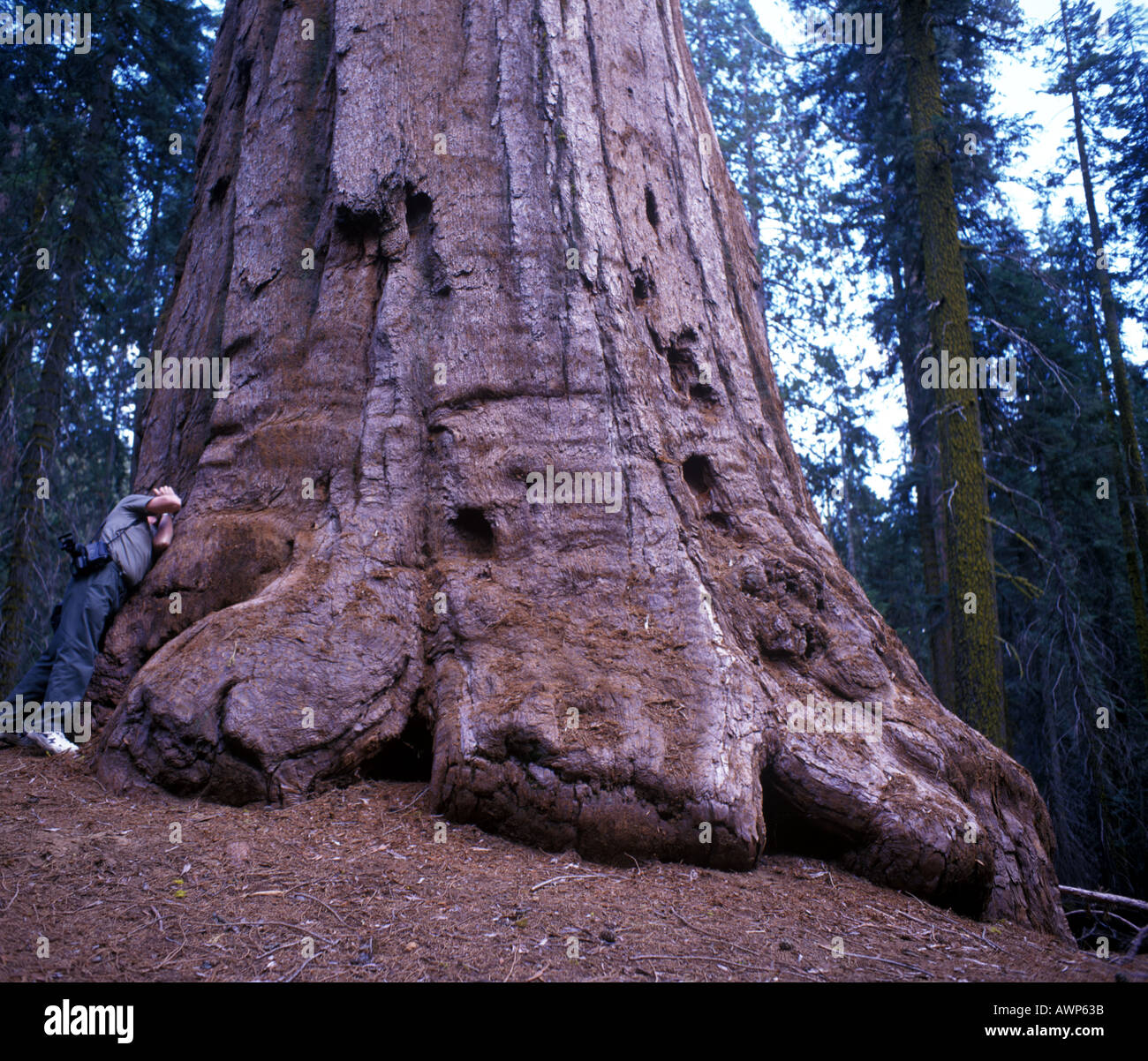 Sequioa Tree High Resolution Stock Photography and Images - Alamy