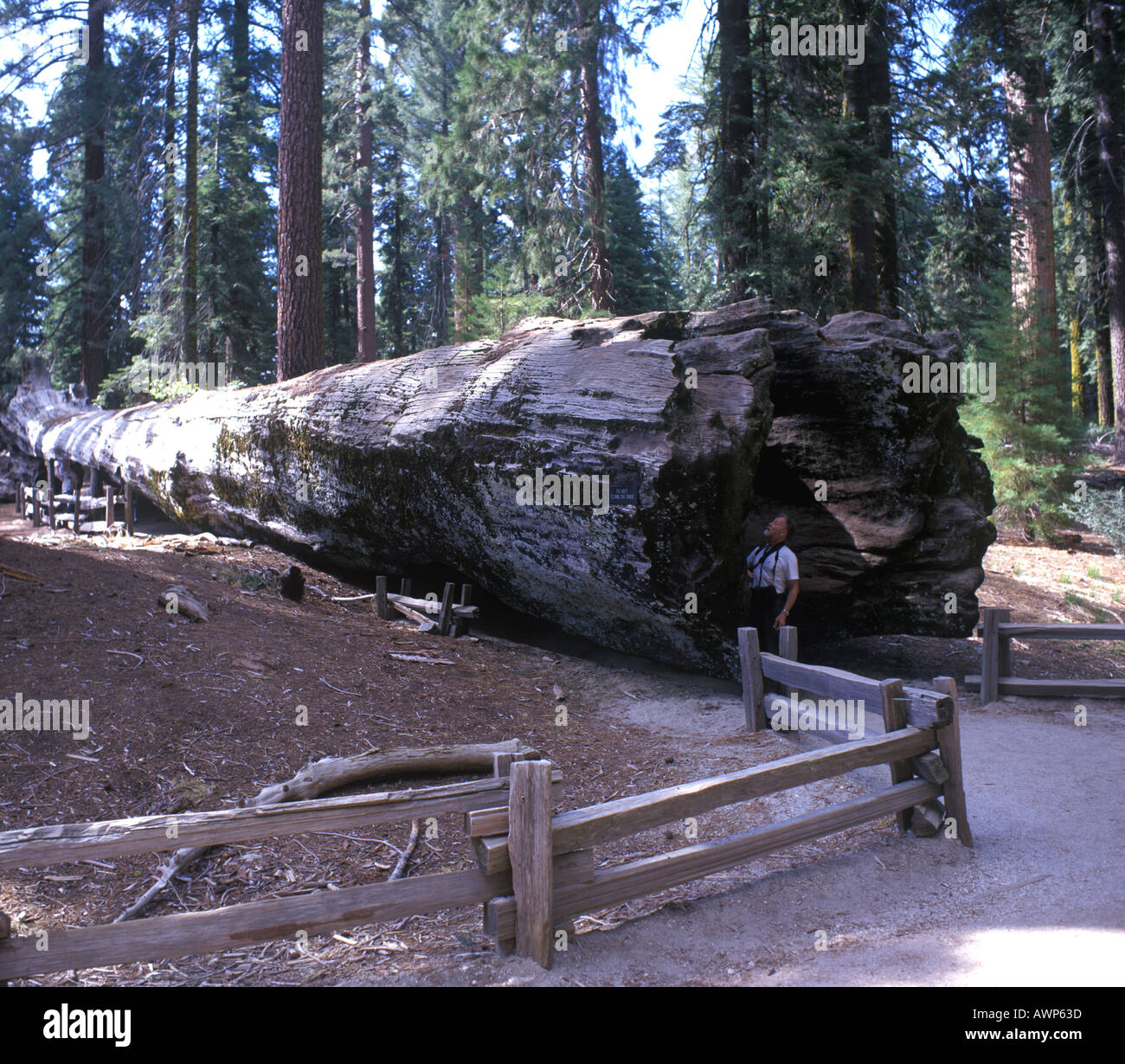 Sequioa tree hi-res stock photography and images - Alamy