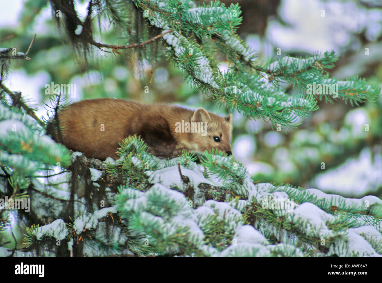 American Martin 11 Stock Photo - Alamy