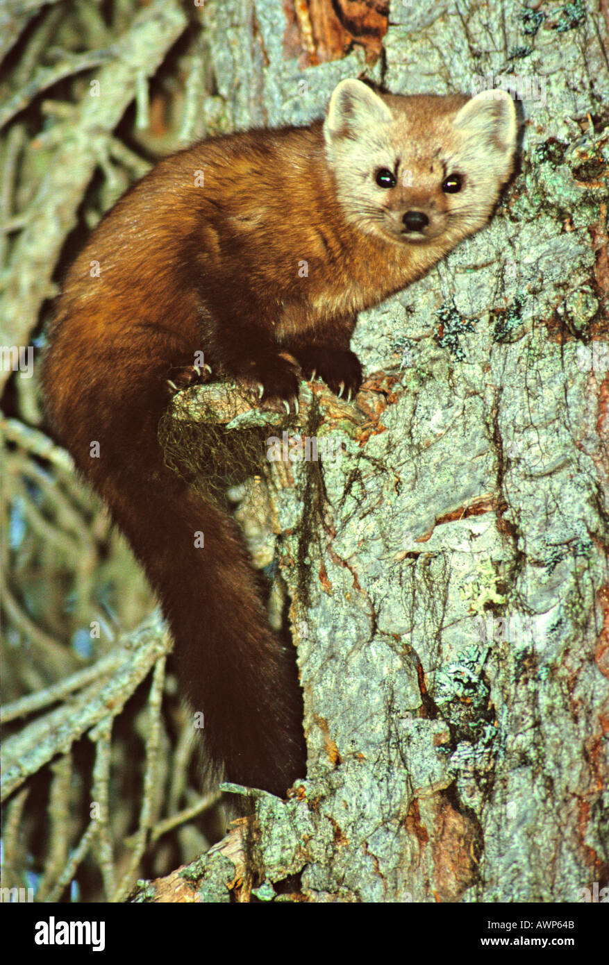 American Martin 8 Stock Photo - Alamy