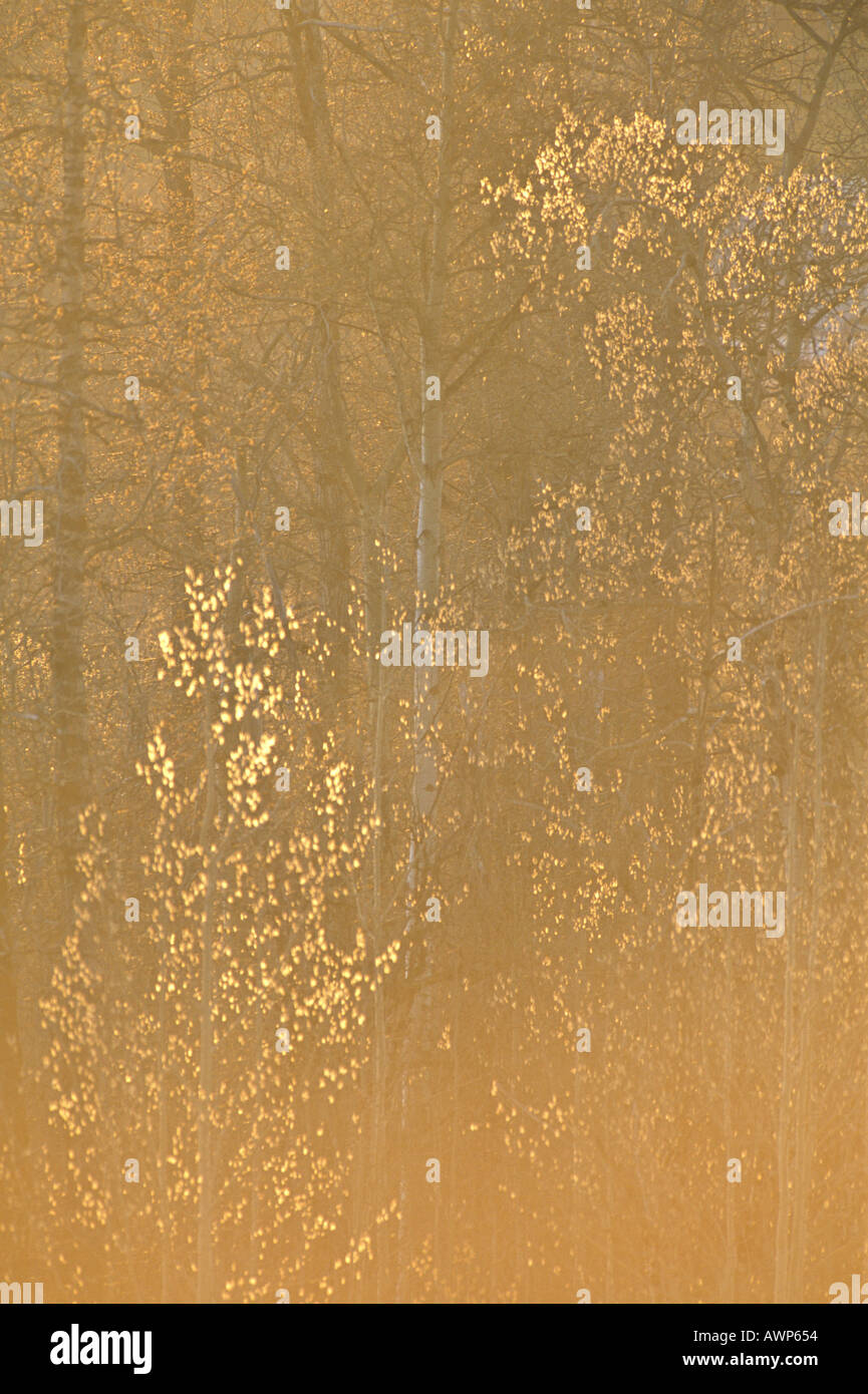 Aspen spring beauty hi-res stock photography and images - Alamy