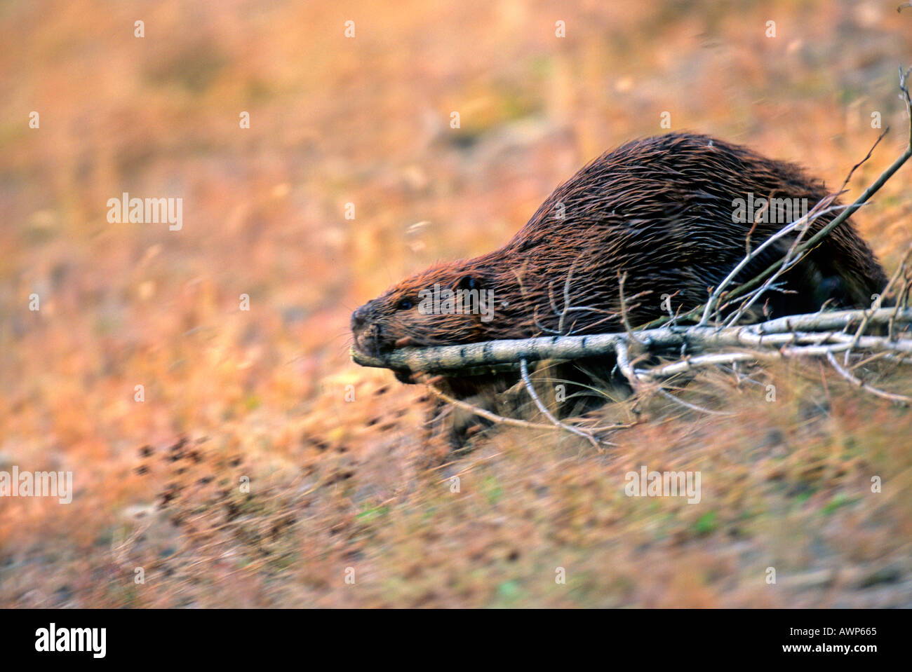 Beaver carrying stick hi-res stock photography and images - Alamy
