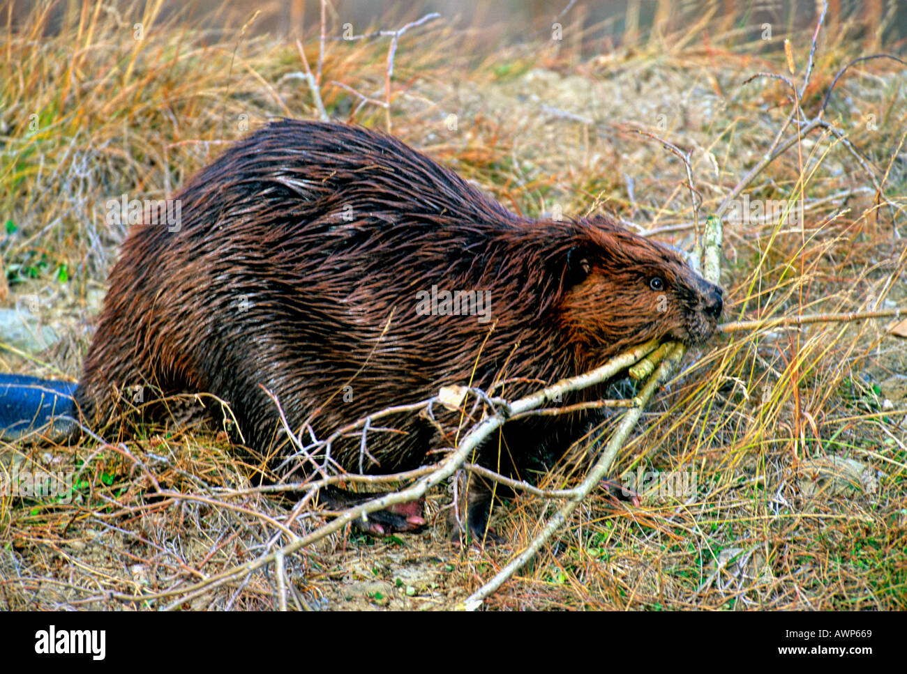 Beaver carrying stick hi-res stock photography and images - Alamy