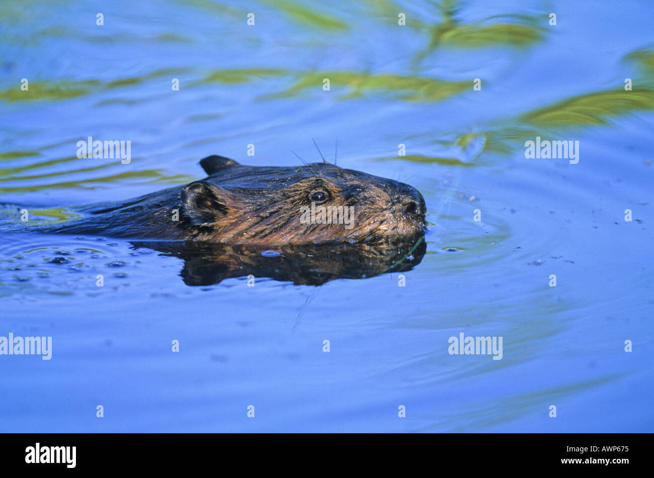 15 icon hi-res stock photography and images - Alamy