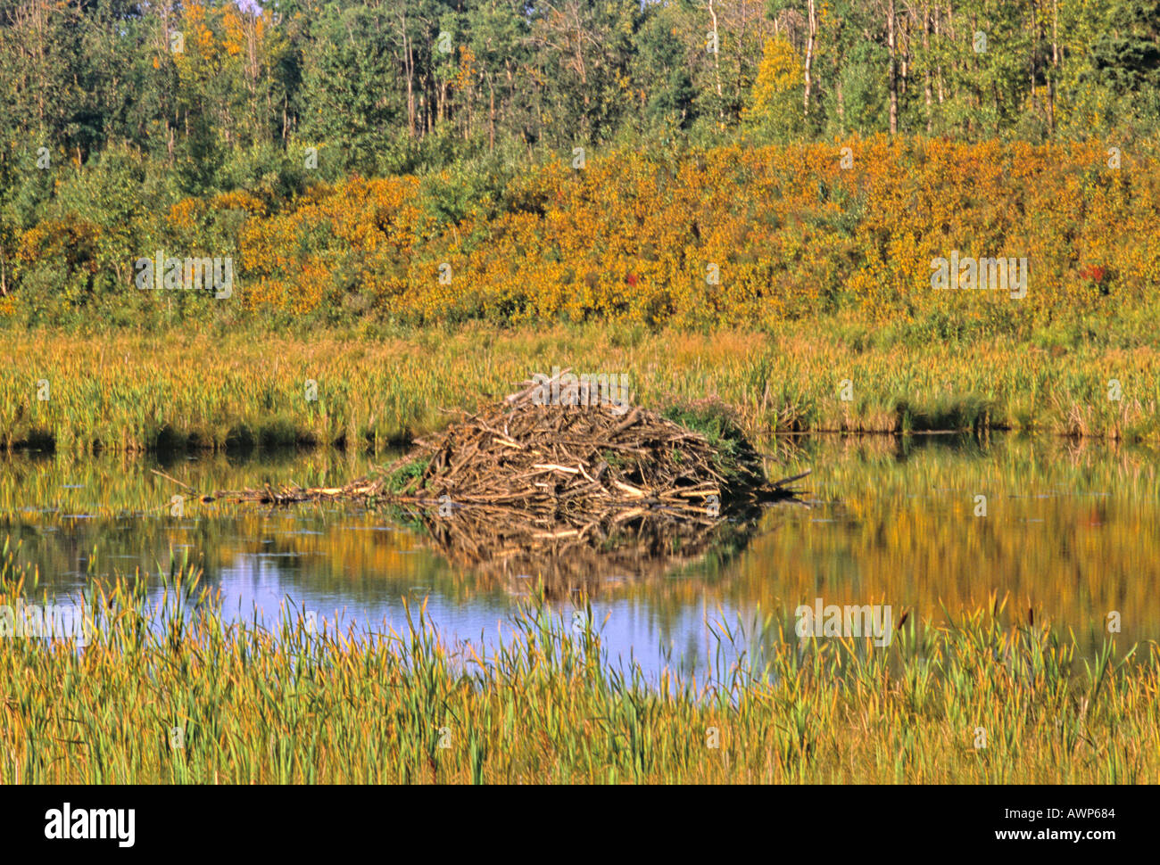 Beaver House 18 Stock Photo - Alamy