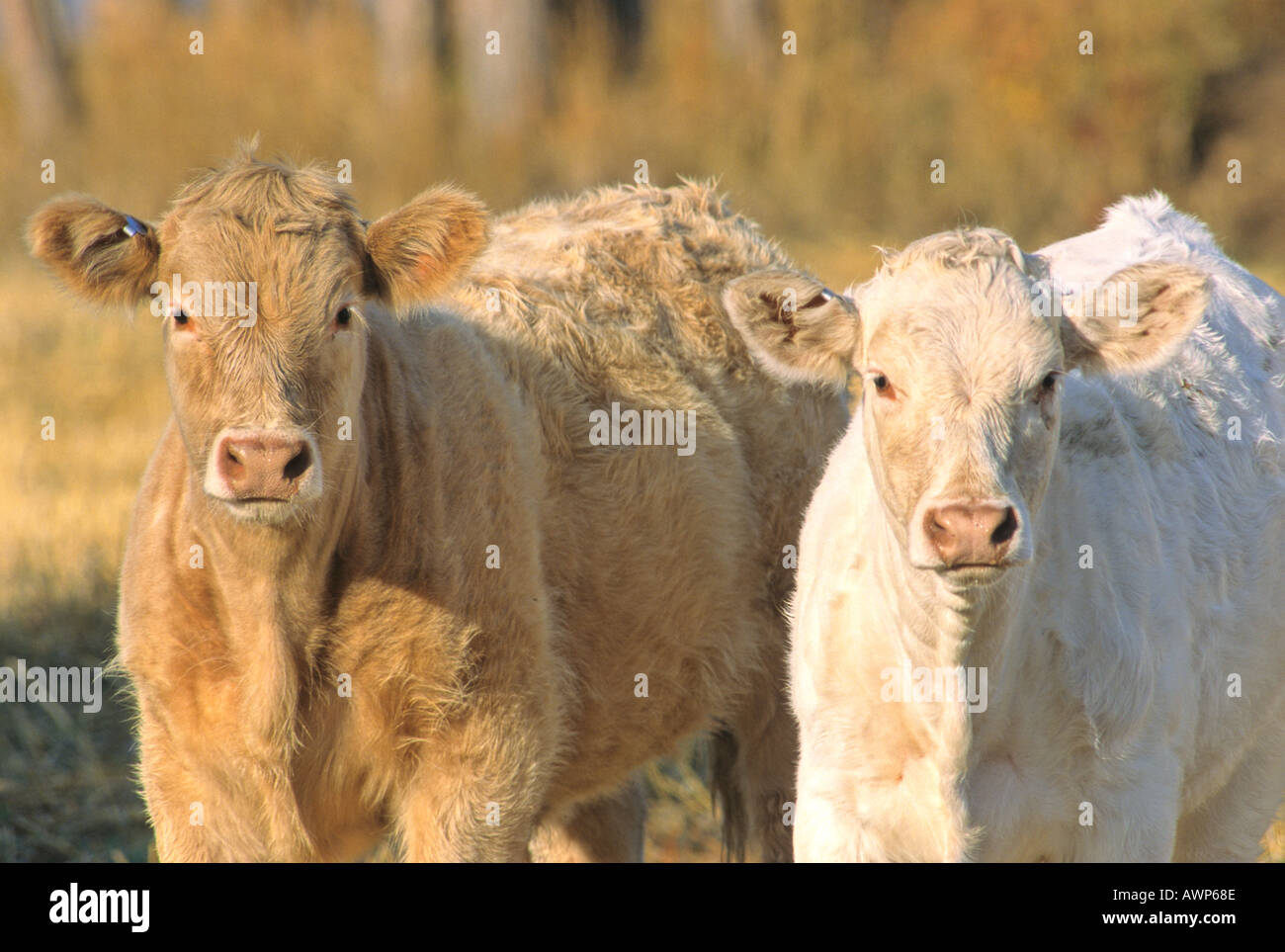 Western alberta cattle hi-res stock photography and images - Alamy