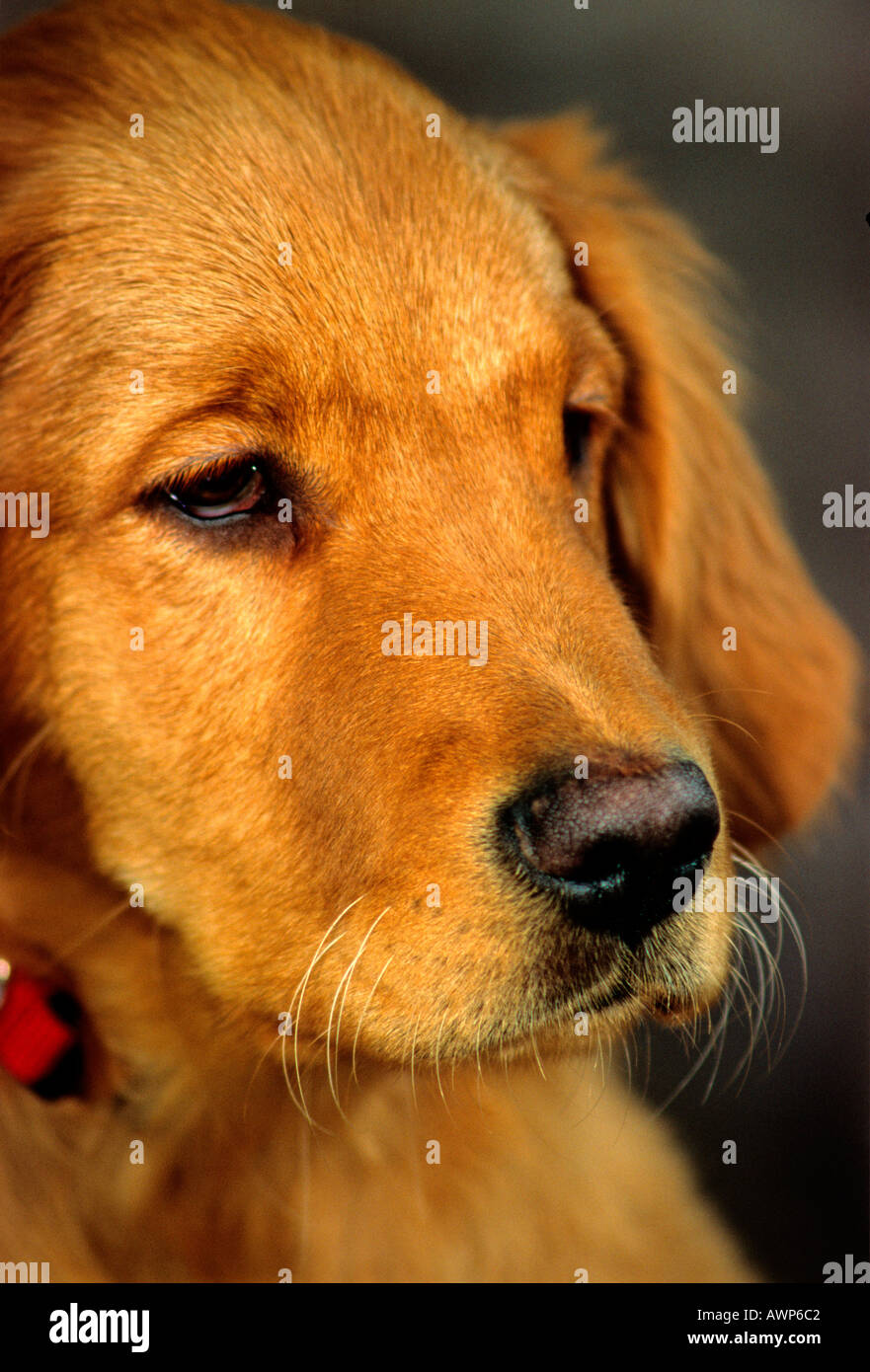 Golden Lab 4 Stock Photo - Alamy