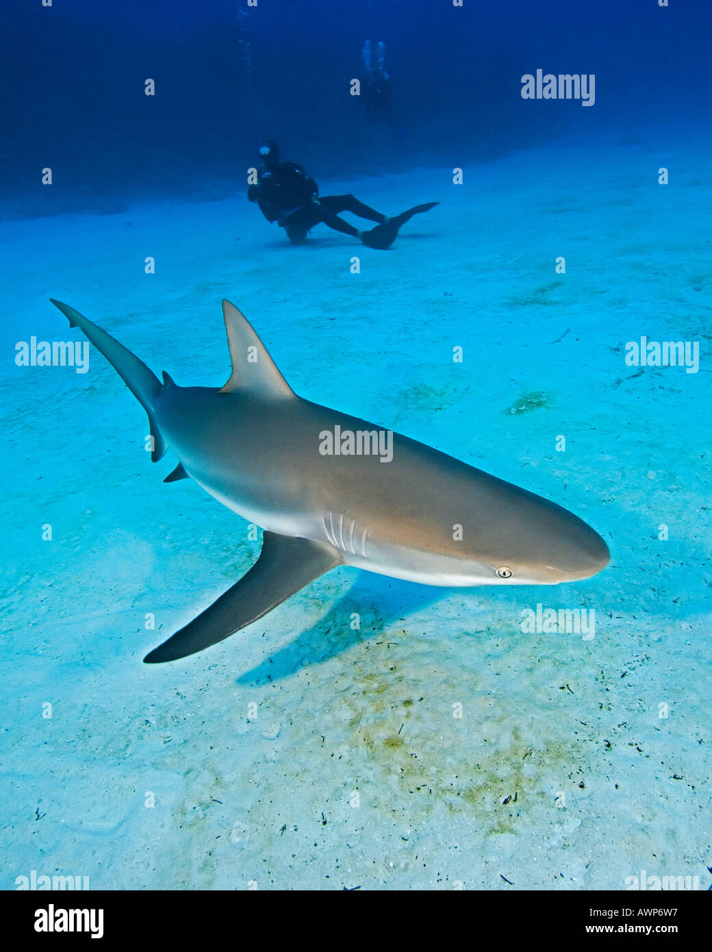 Caribbean Reef Shark, Carcharhinus perezi, and scuba divers, West End ...