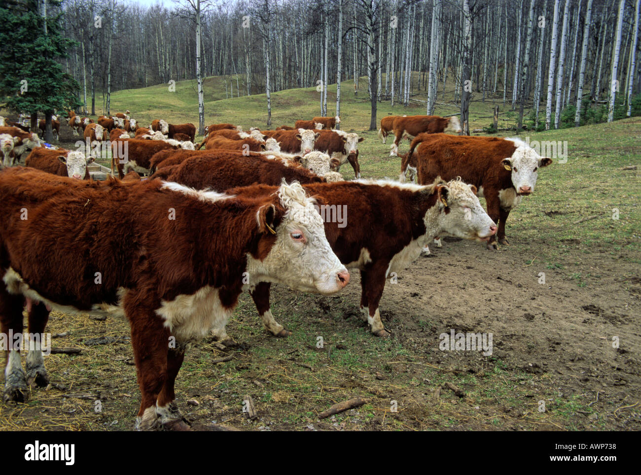 Herd beef cattle farm hi-res stock photography and images - Alamy