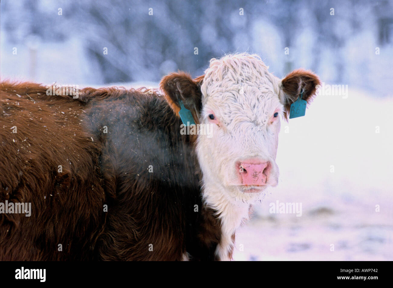 Ear farm cattle hi-res stock photography and images - Alamy