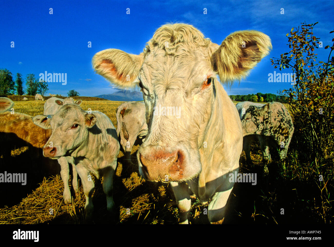Beef Cattle 3 Stock Photo - Alamy