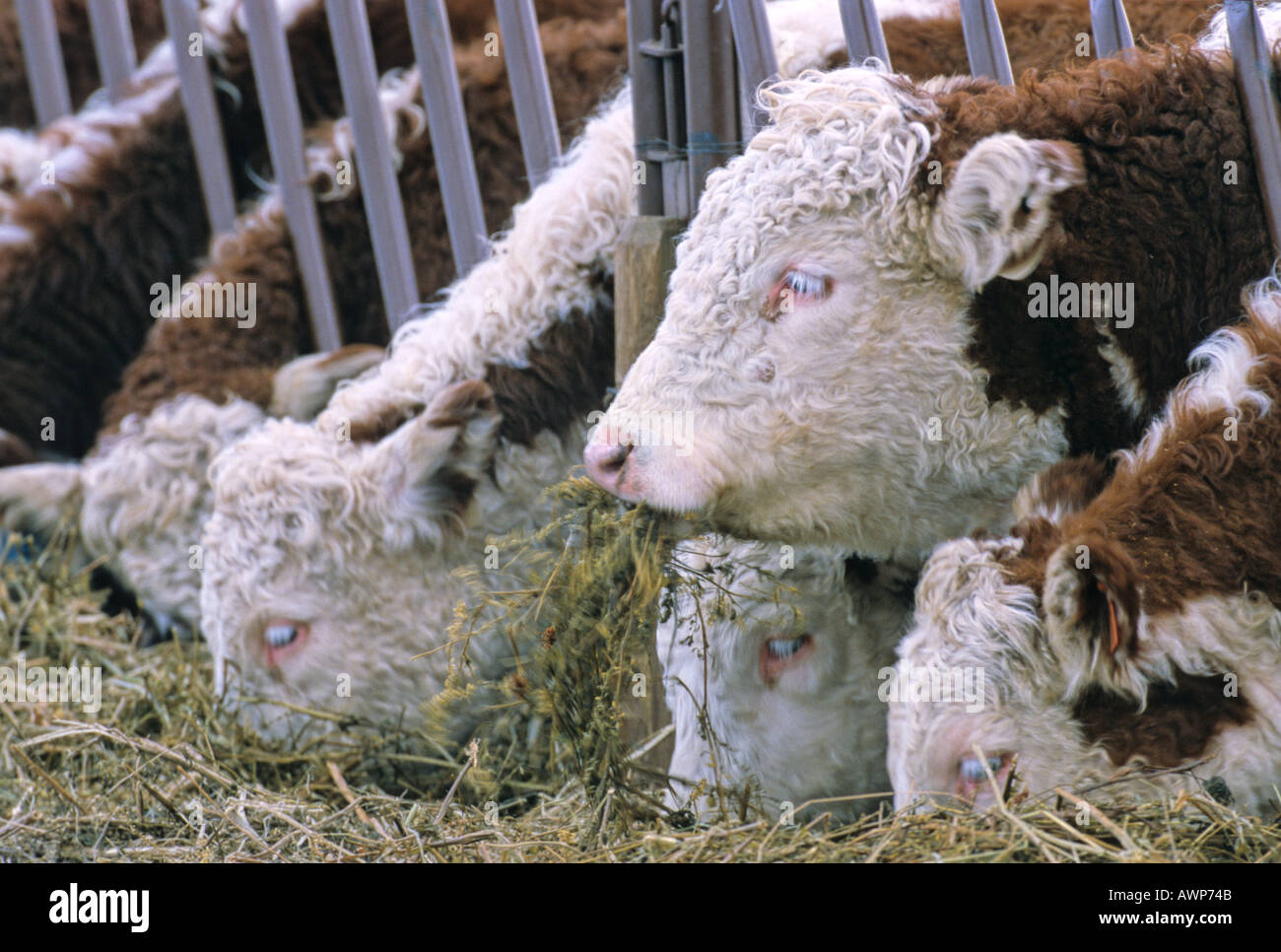 Beef Cattle feeding 7 Stock Photo - Alamy
