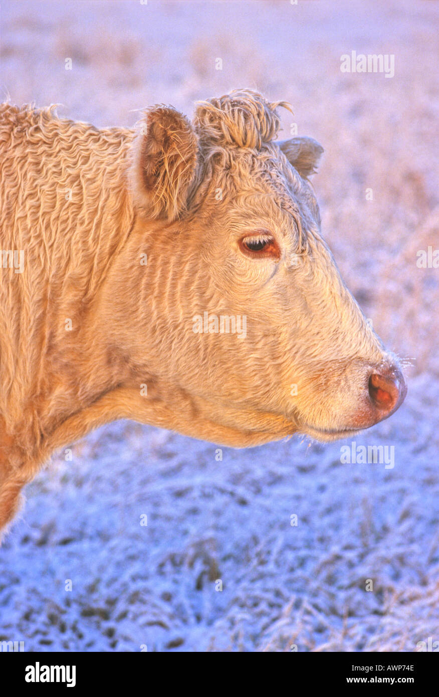 Beef Cow 4 Stock Photo - Alamy