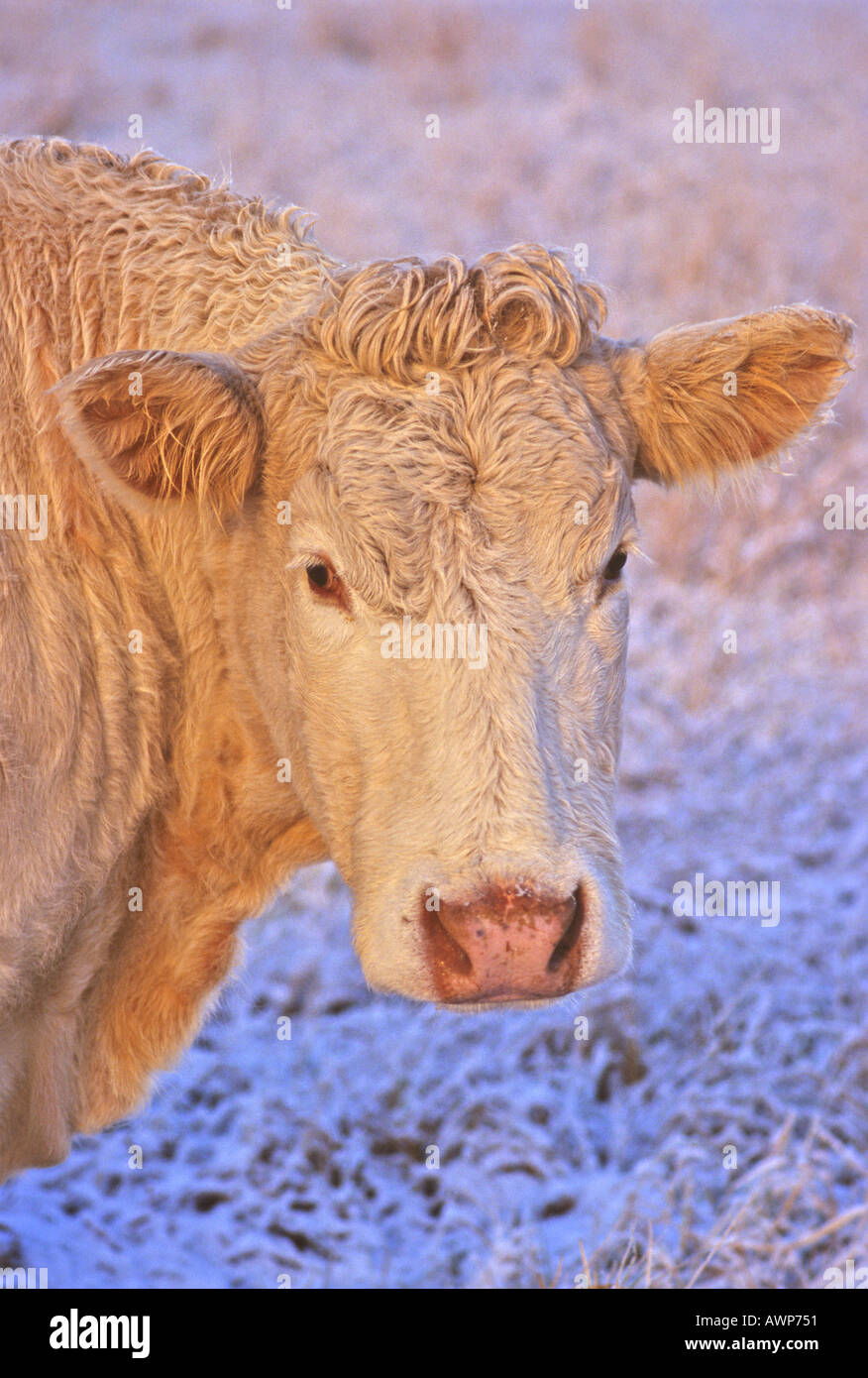 British beef cow on farm hi-res stock photography and images - Alamy