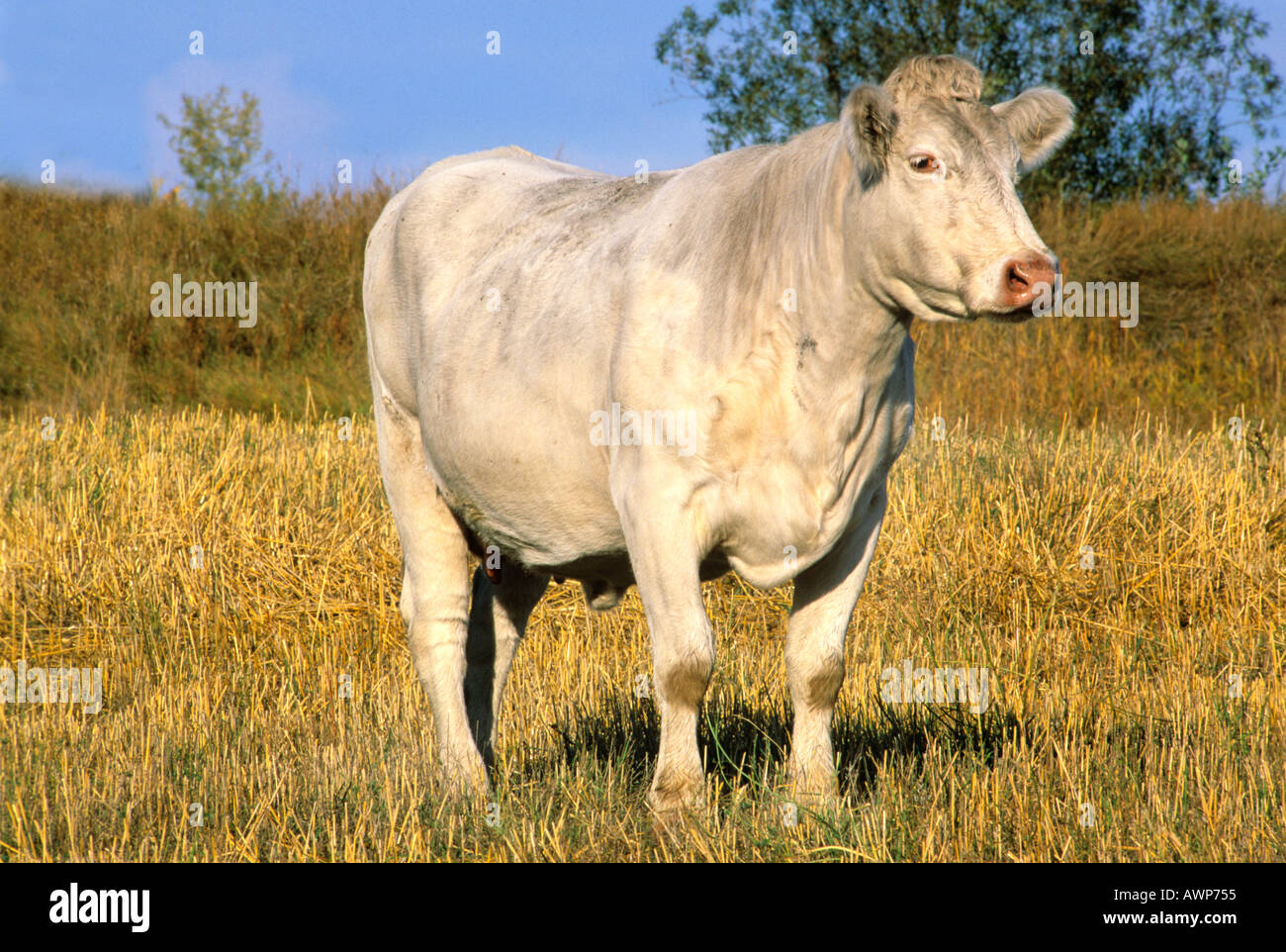 Canadian beef industry hi-res stock photography and images - Alamy
