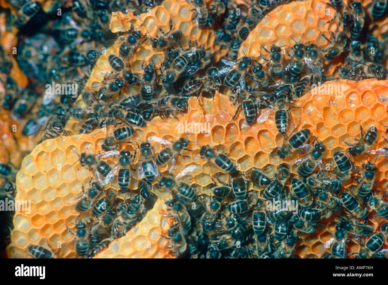 Beware Bees High Resolution Stock Photography and Images - Alamy