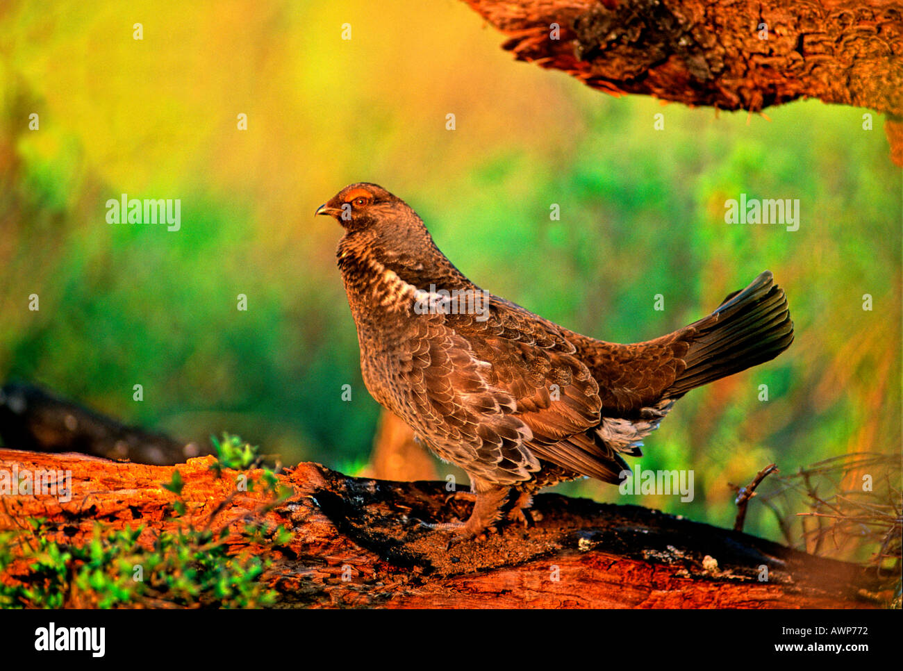 Blue Grouse 12 Stock Photo - Alamy