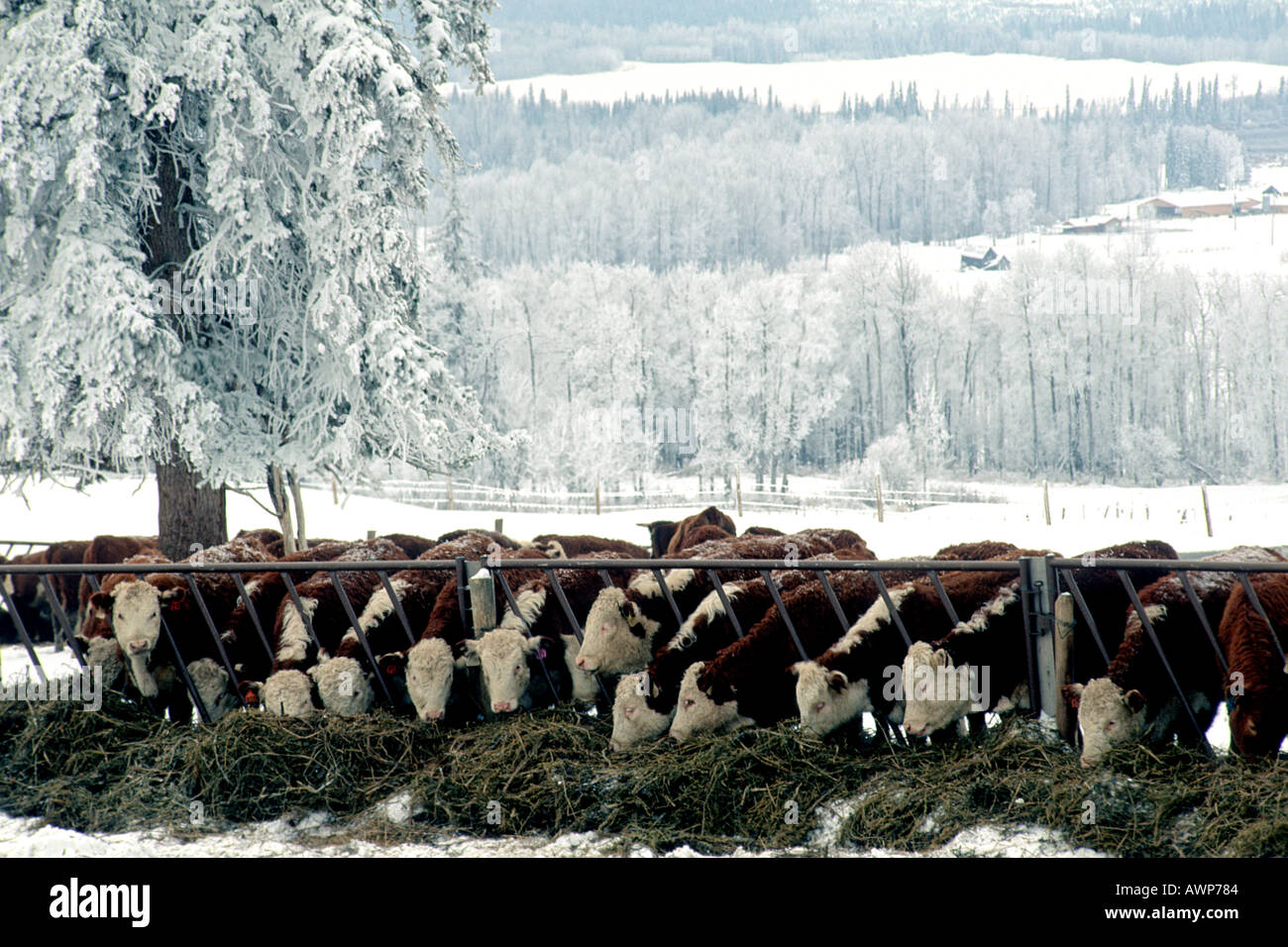 Cattle being fed in winter Stock Photo - Alamy
