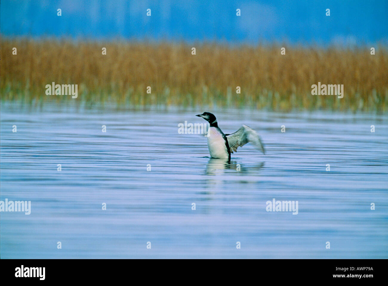 Common loon flapping wings hi-res stock photography and images - Alamy