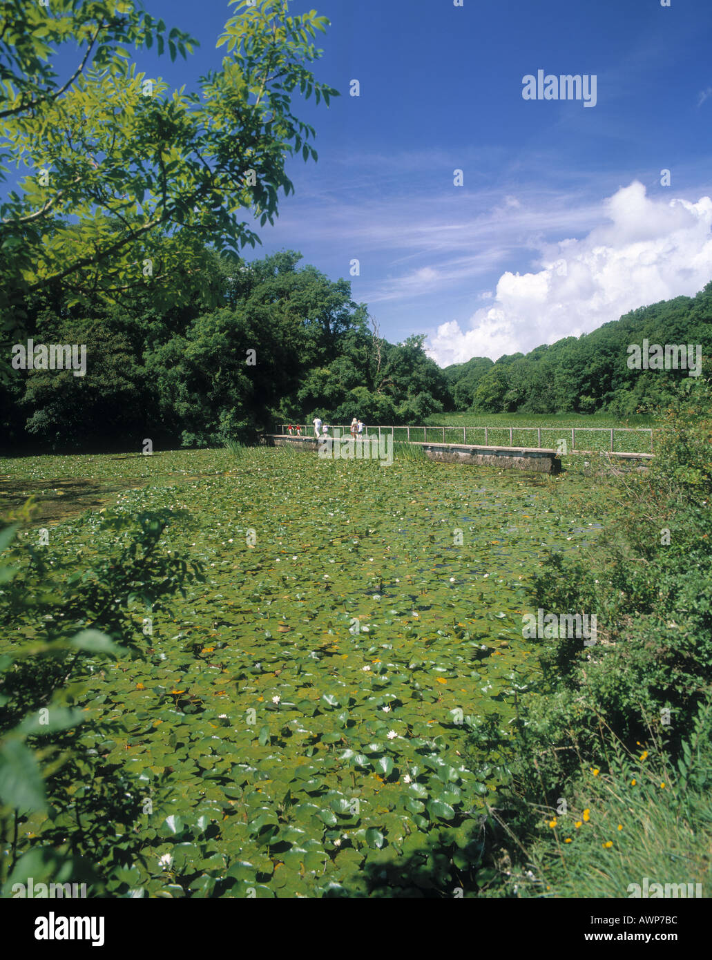 Bosherston lily ponds hi-res stock photography and images - Alamy