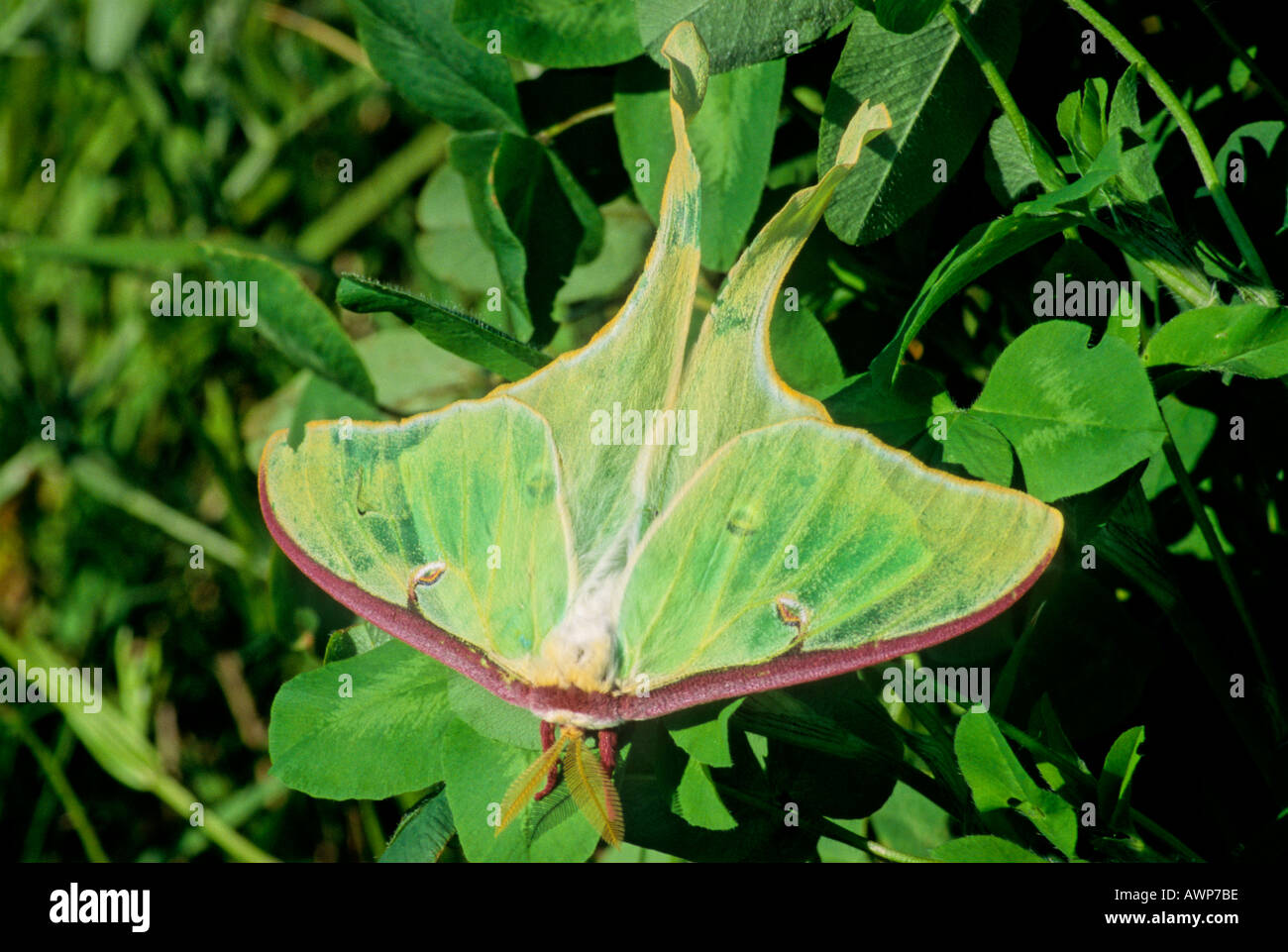 Green moth 1 Stock Photo - Alamy