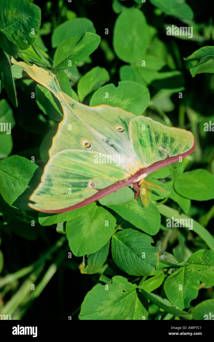 Green moth hi-res stock photography and images - Alamy
