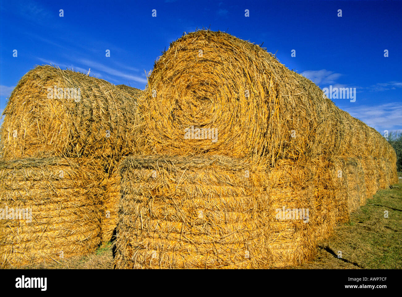 Hay Bales stacked for storage Stock Photo - Alamy