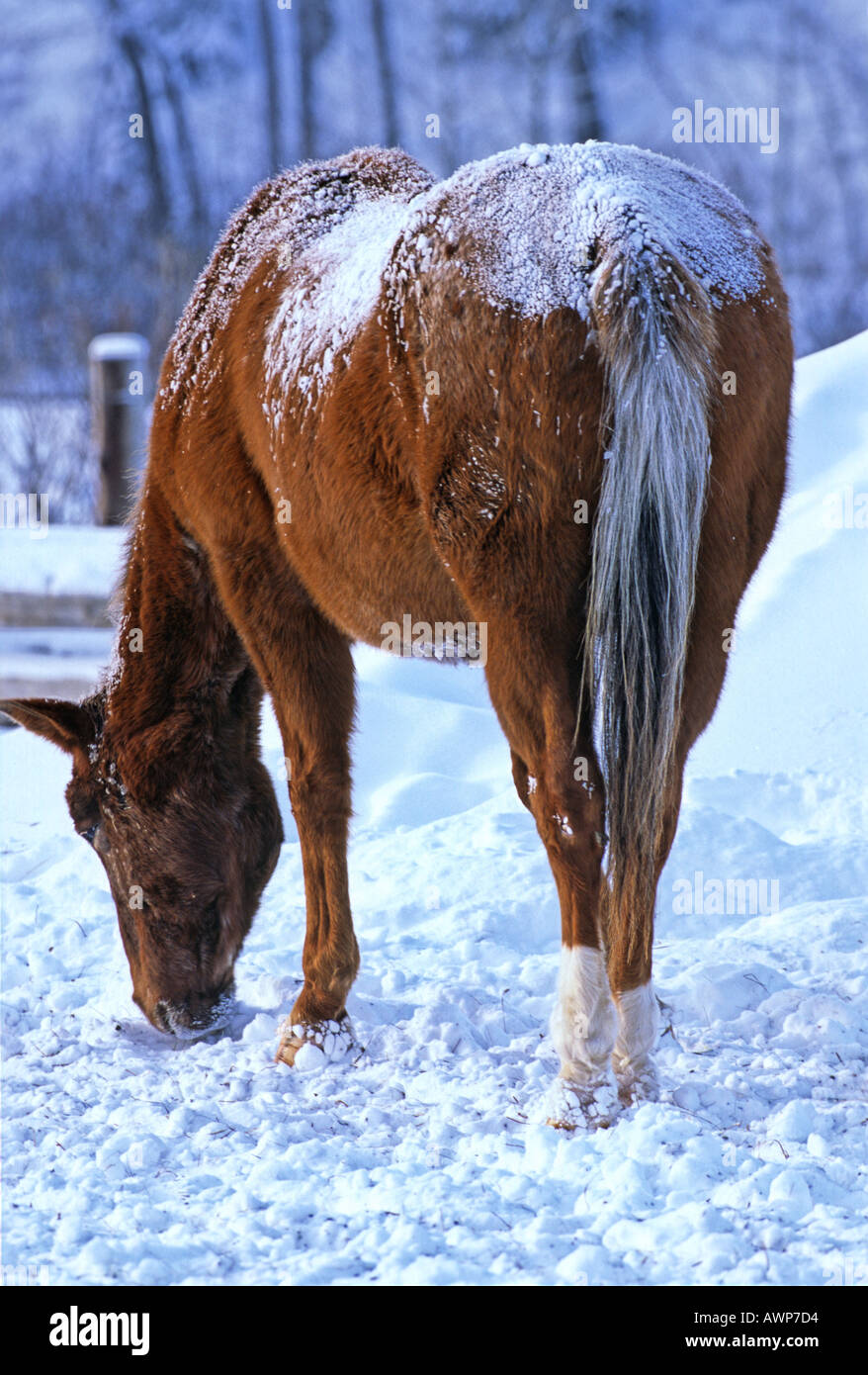 Horse in winter 10 Stock Photo - Alamy