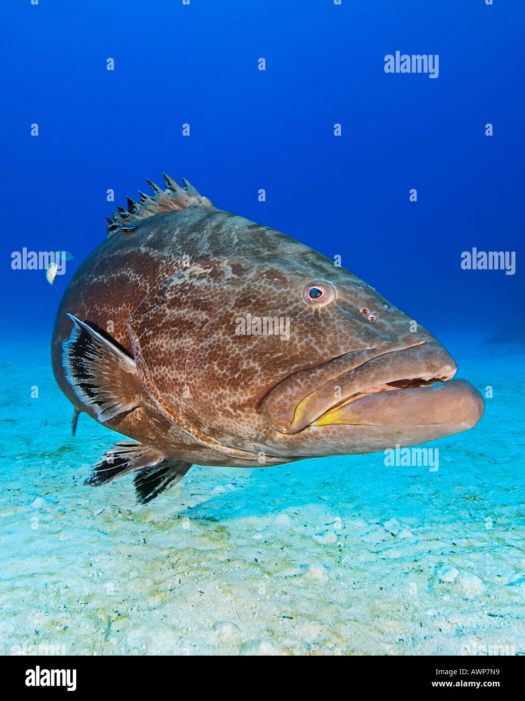 Black Grouper, Mycteroperca bonaci, West End, Grand Bahama, Bahamas ...