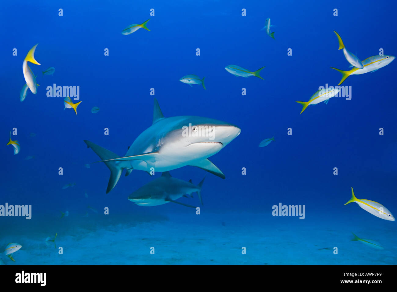 Caribbean Reef Sharks, Carcharhinus perezi, Grand Bahama, Bahamas ...