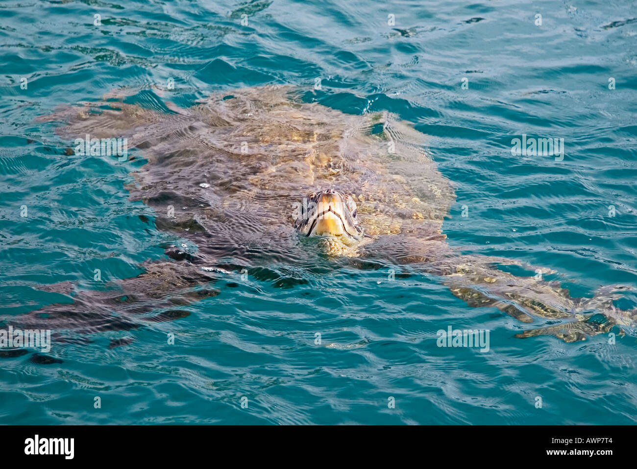 green sea turtle breathing, Chelonia mydas, Honokohau Harbor, Kona, Big ...