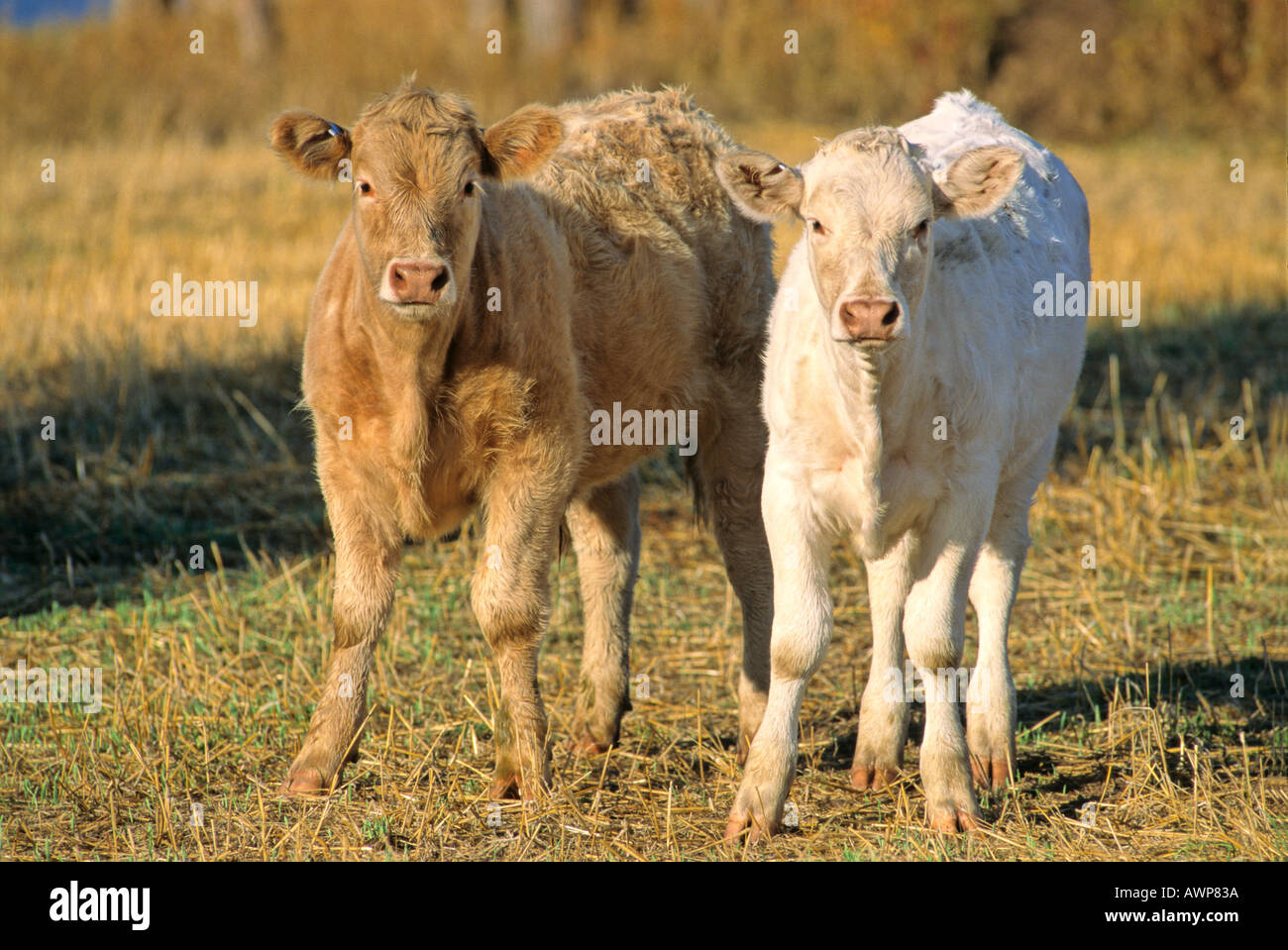 Domestic animals farming hi-res stock photography and images - Alamy