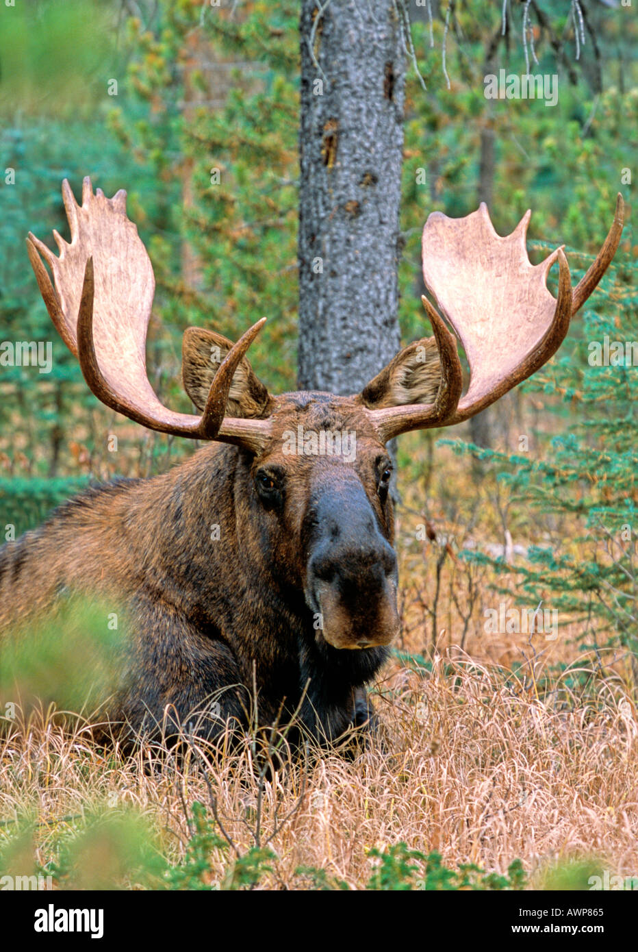 Bull Moose 1 Stock Photo - Alamy