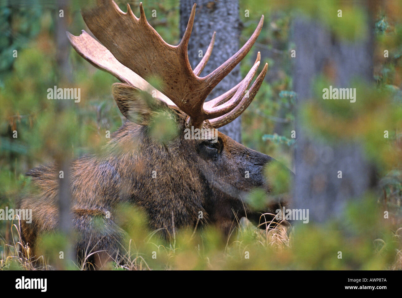 Bull moose hiding hi-res stock photography and images - Alamy
