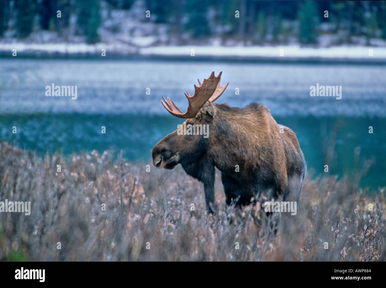 Bull Moose 2 Stock Photo - Alamy