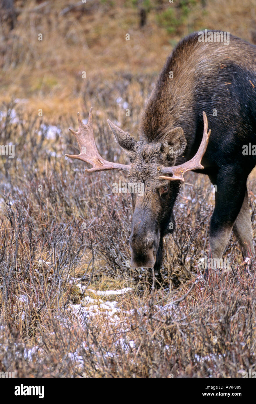 Bull Moose 23 Stock Photo - Alamy