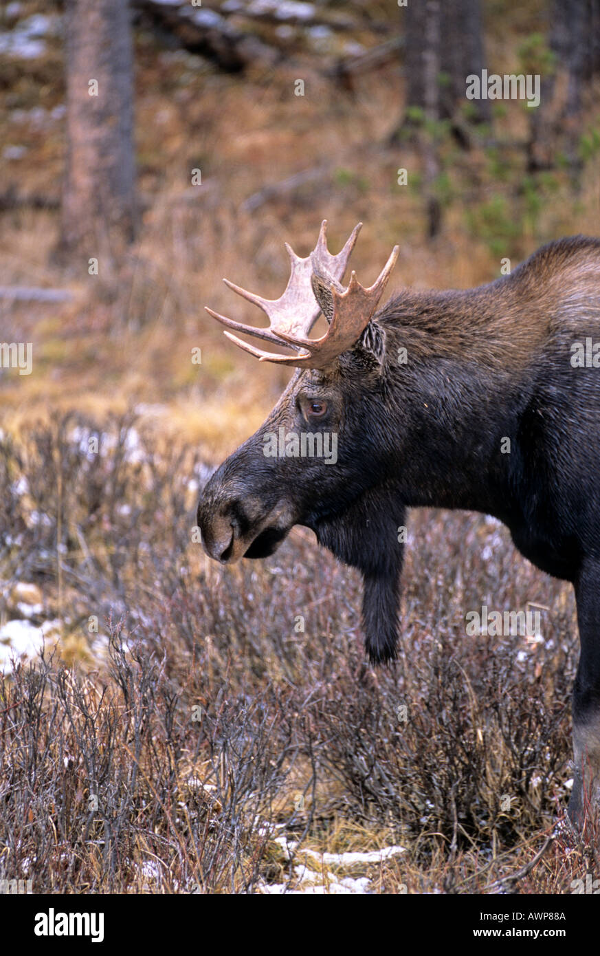 Bull Moose 24 Stock Photo - Alamy