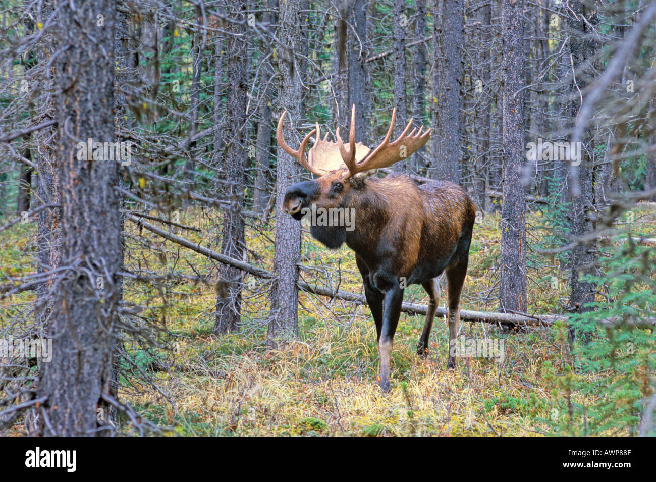 Moose full body hi-res stock photography and images - Alamy