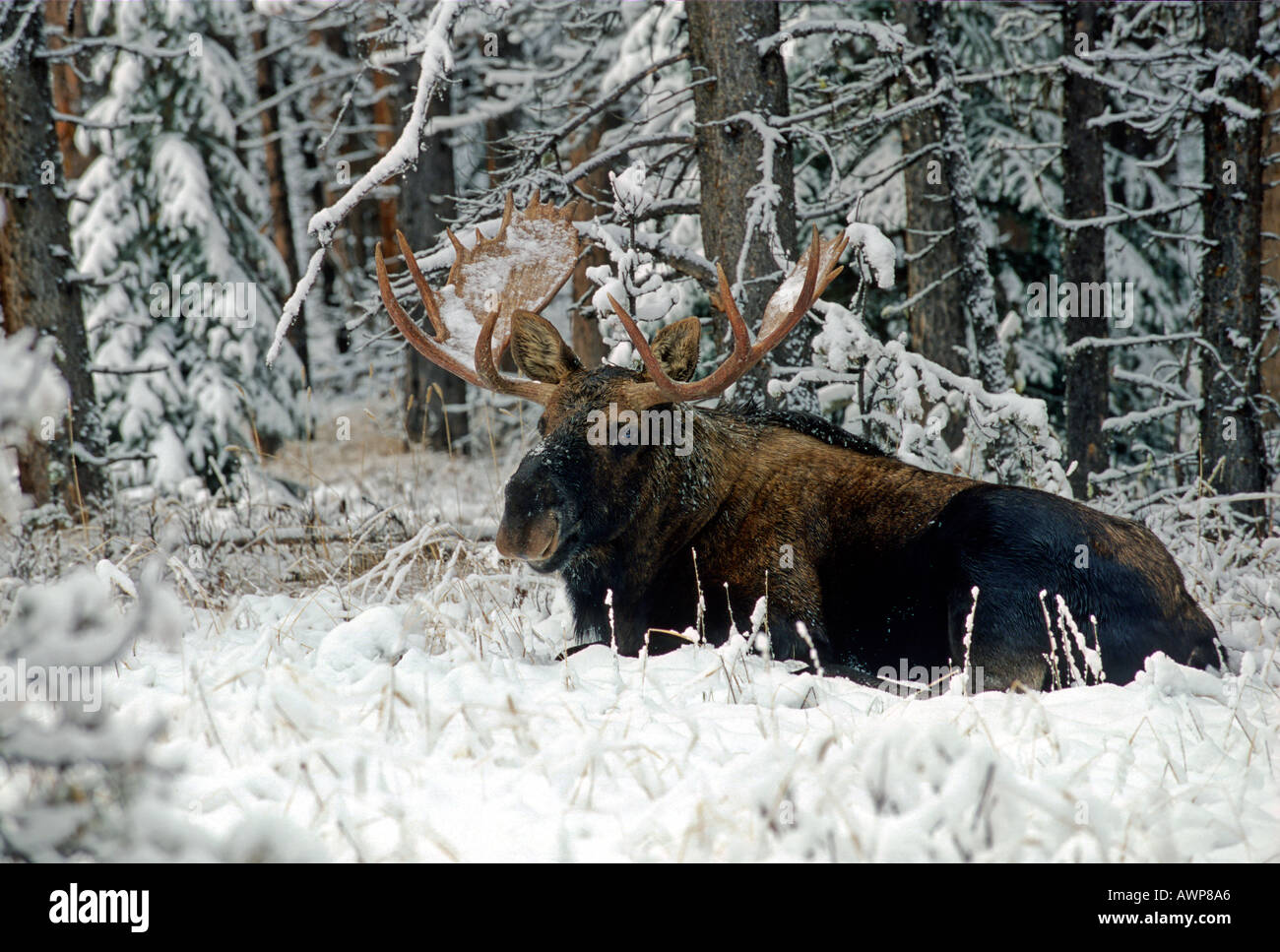 Bull Moose 35 Stock Photo - Alamy