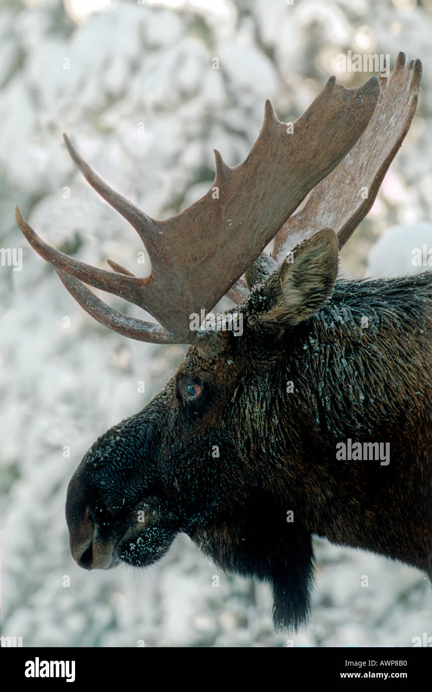 Bull Moose 40 Stock Photo - Alamy