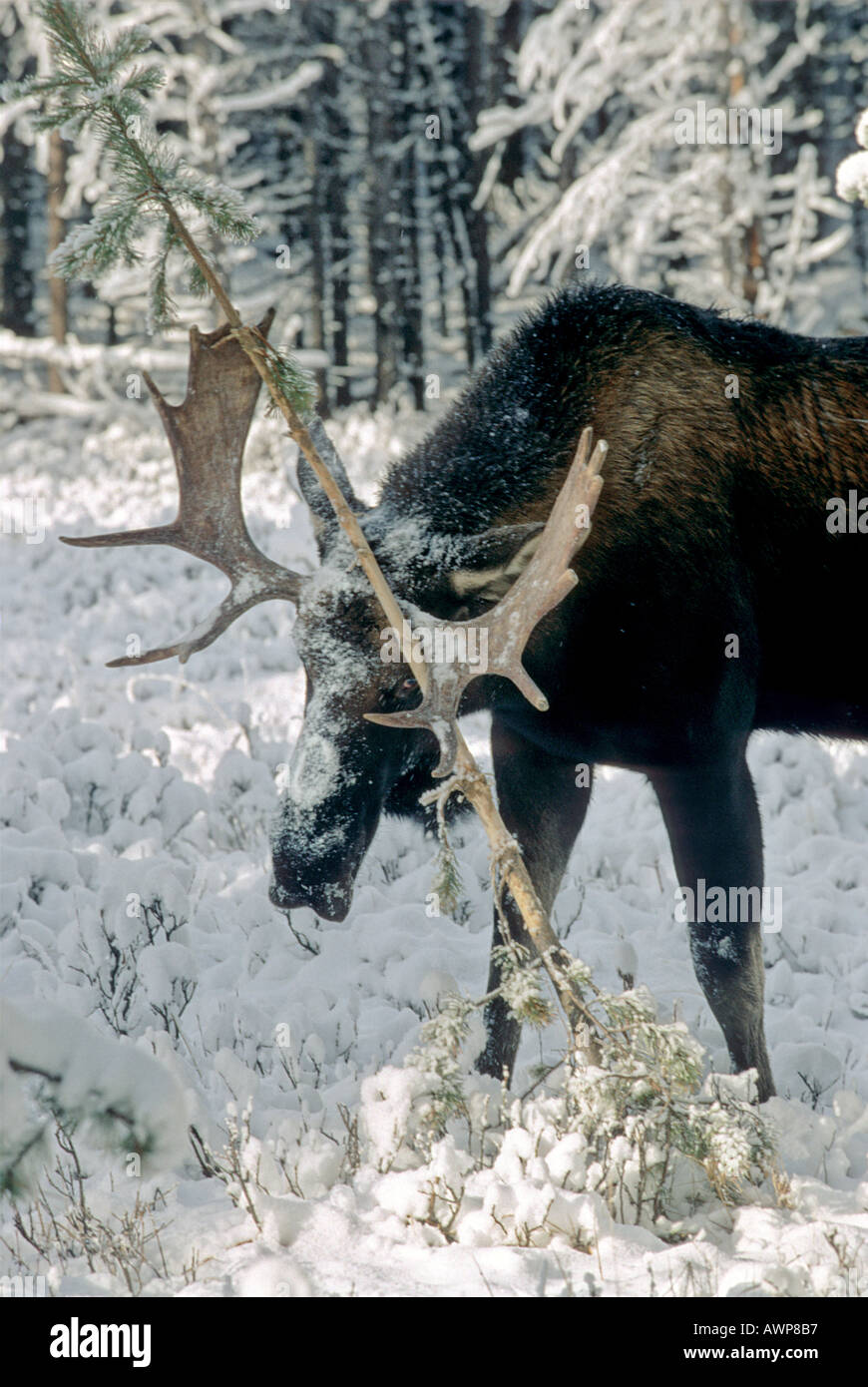 Moose rutting behavior hi-res stock photography and images - Alamy
