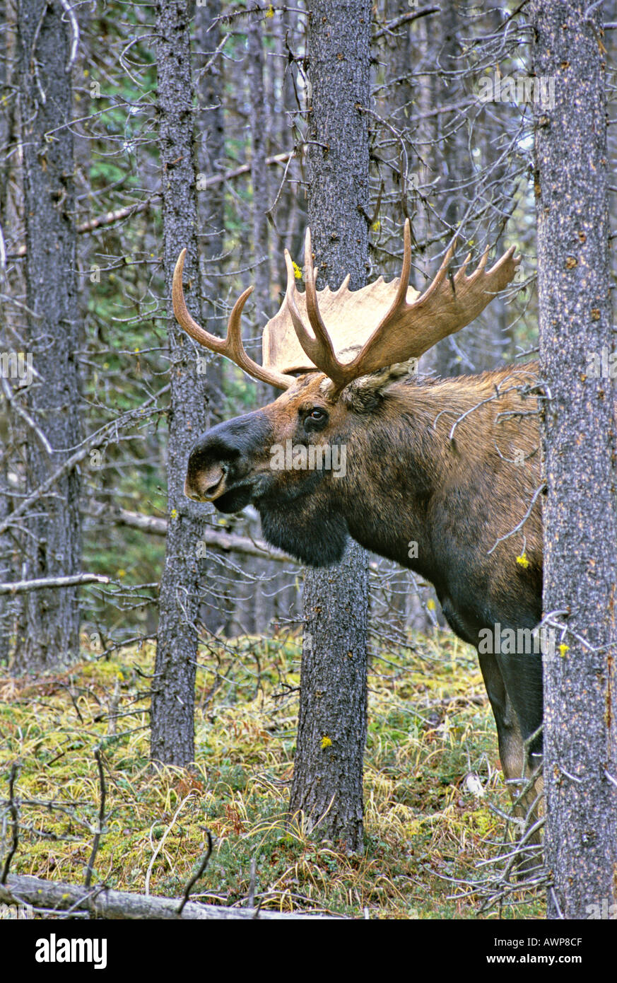 Moose rutting behavior hi-res stock photography and images - Alamy